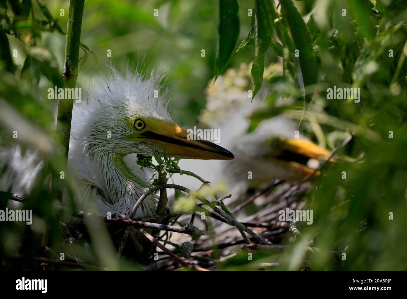 Cattle Egret (Bubulcus ibis), young in nest, Florida, USA, heron Stock ...