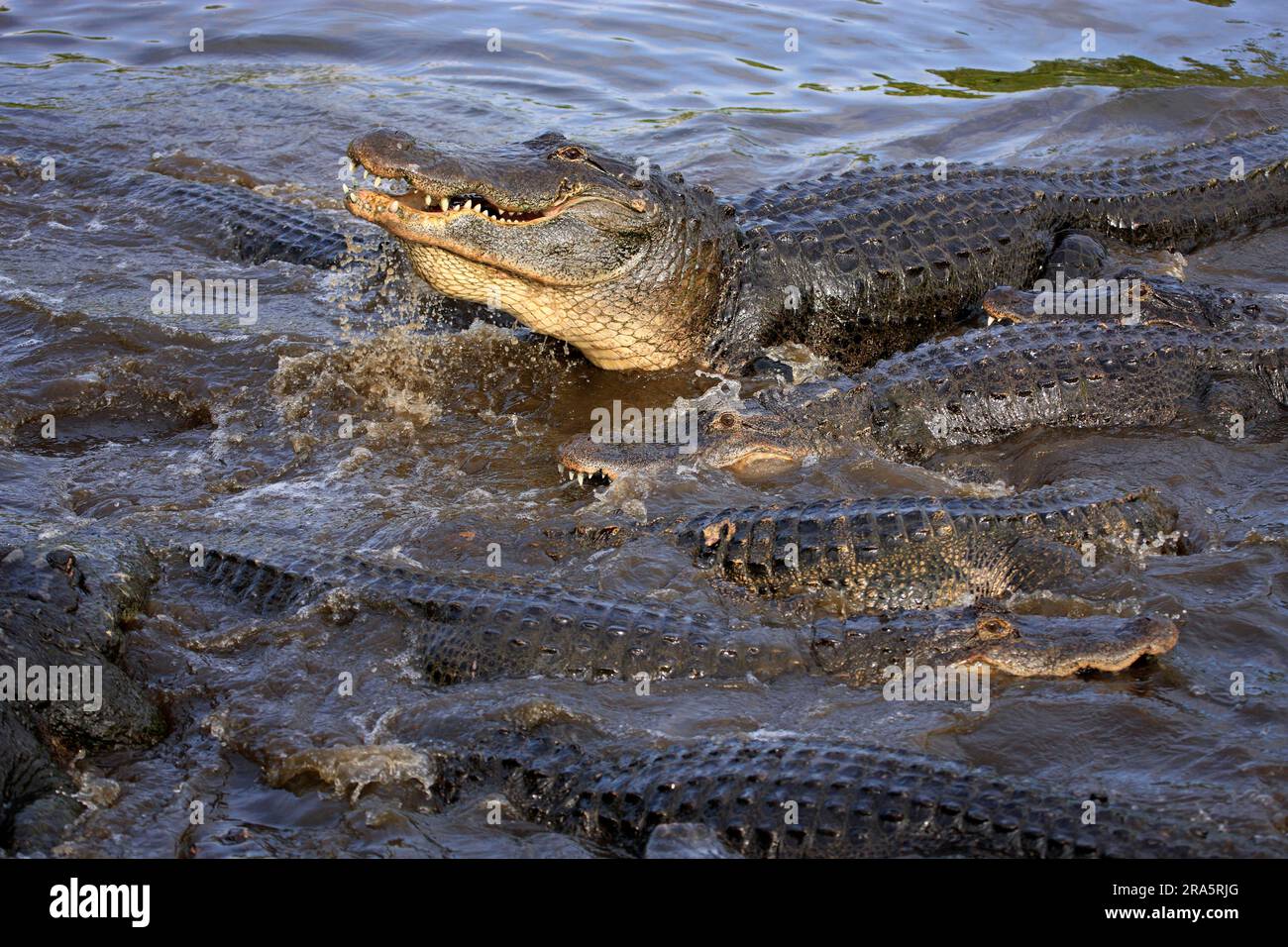 American alligators (Alligator mississippiensis), Florida, USA Stock ...