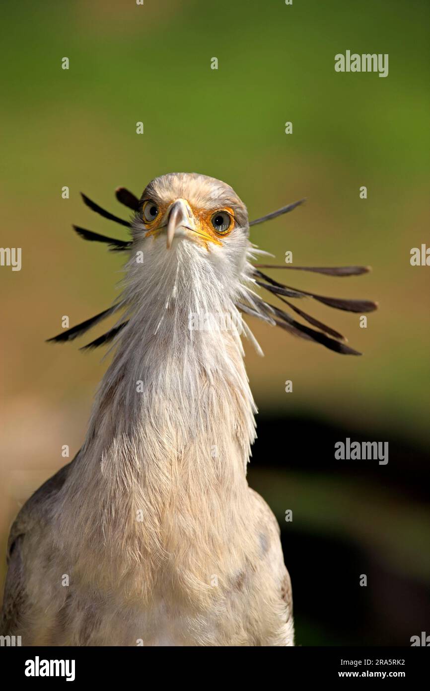 Secretary bird (Sagittarius serpentarius), South Africa Stock Photo - Alamy