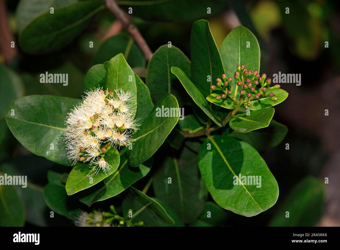 Water Berry (Syzygium cordatum), South Africa Stock Photo - Alamy