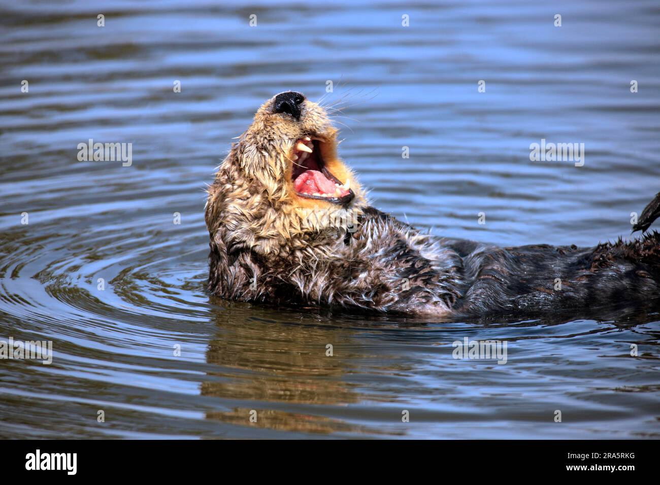 Sea otter (Enhydra lutris), California, USA Stock Photo - Alamy