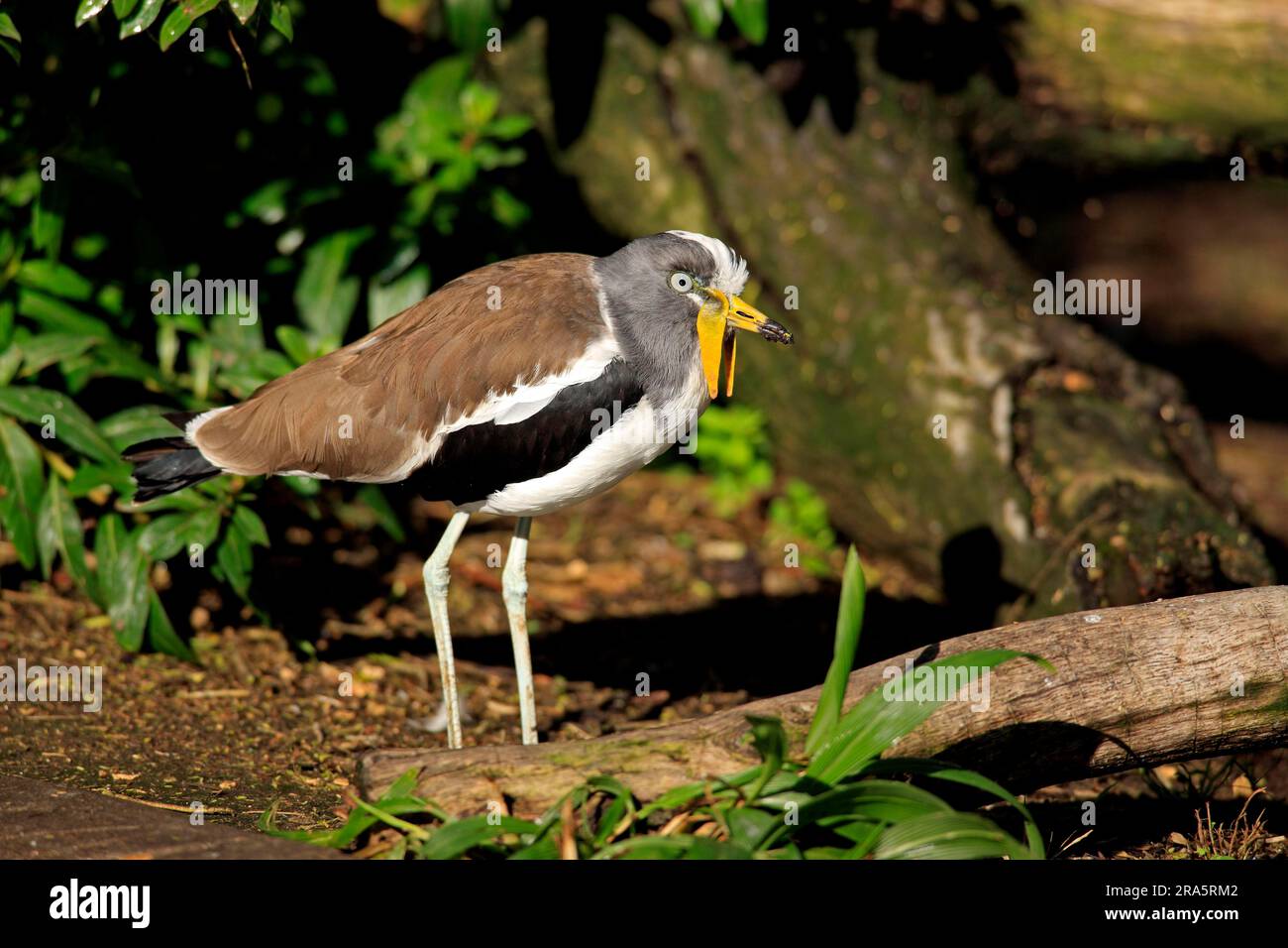 Long-spurred Lapwing, Chobe National Park, white-crowned lapwing ...