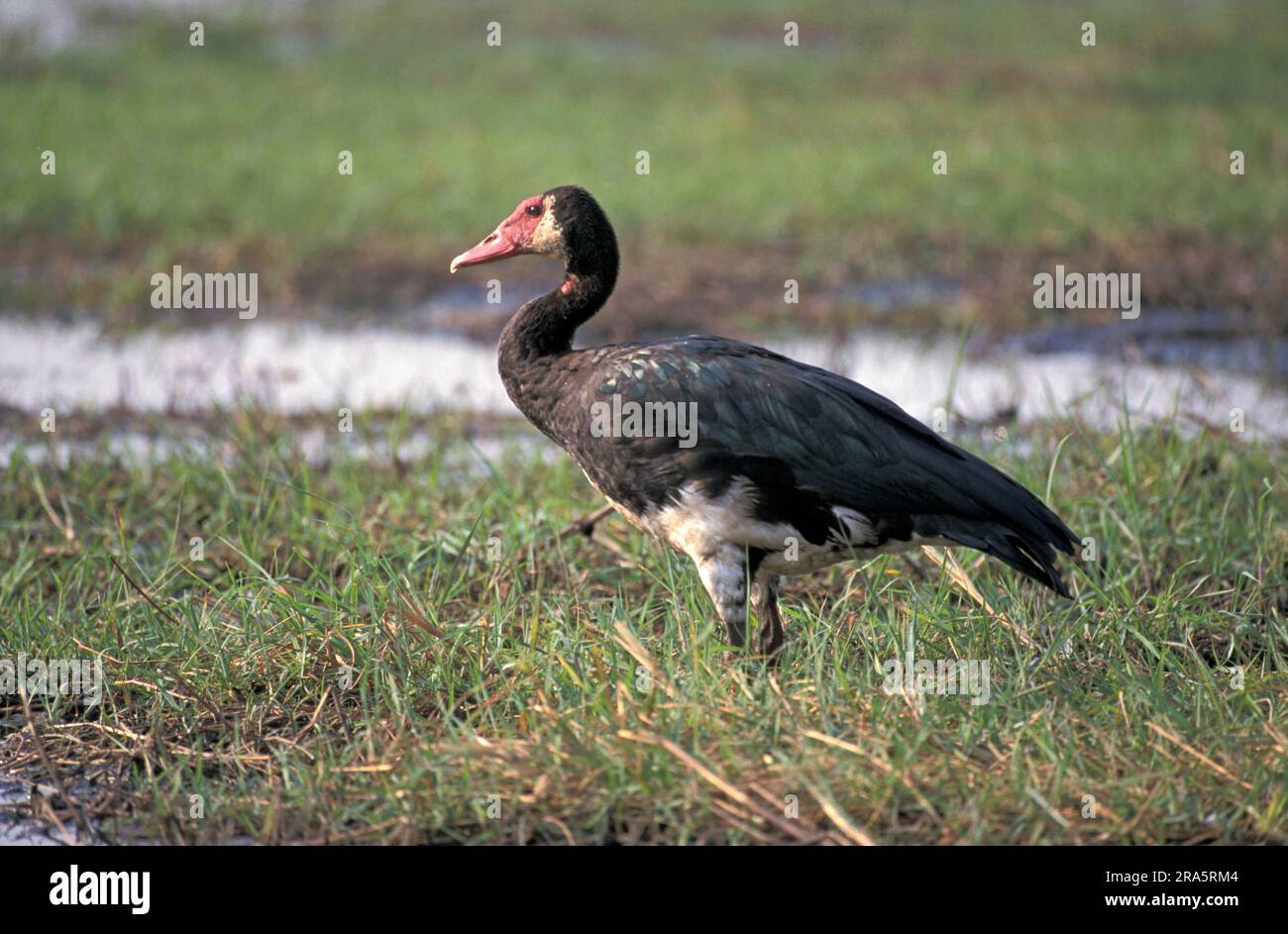 Spur-winged Goose (Plectropterus gambensis), spur-winged goose, Page ...