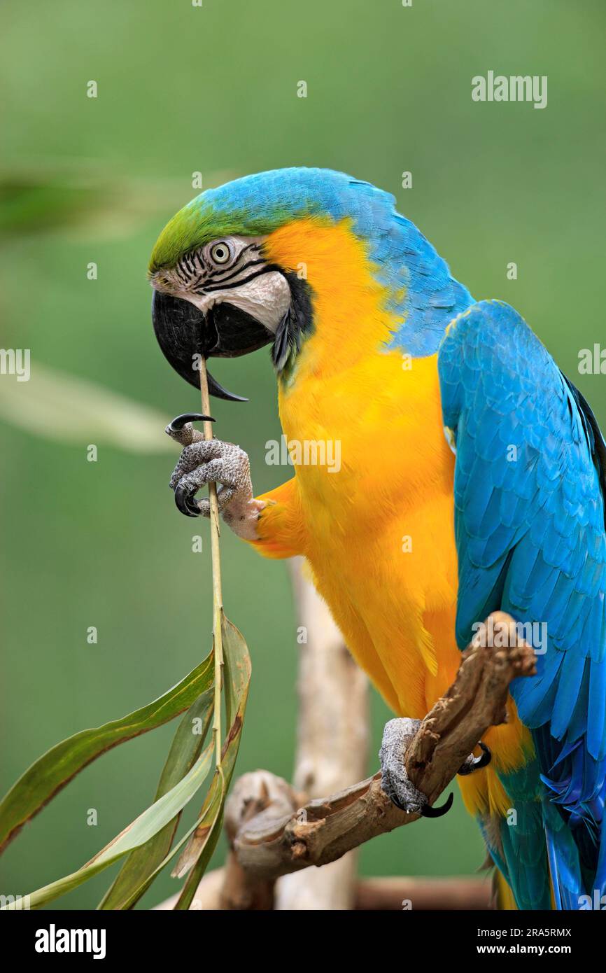 Blue and yellow macaw (Ara ararauna Stock Photo - Alamy