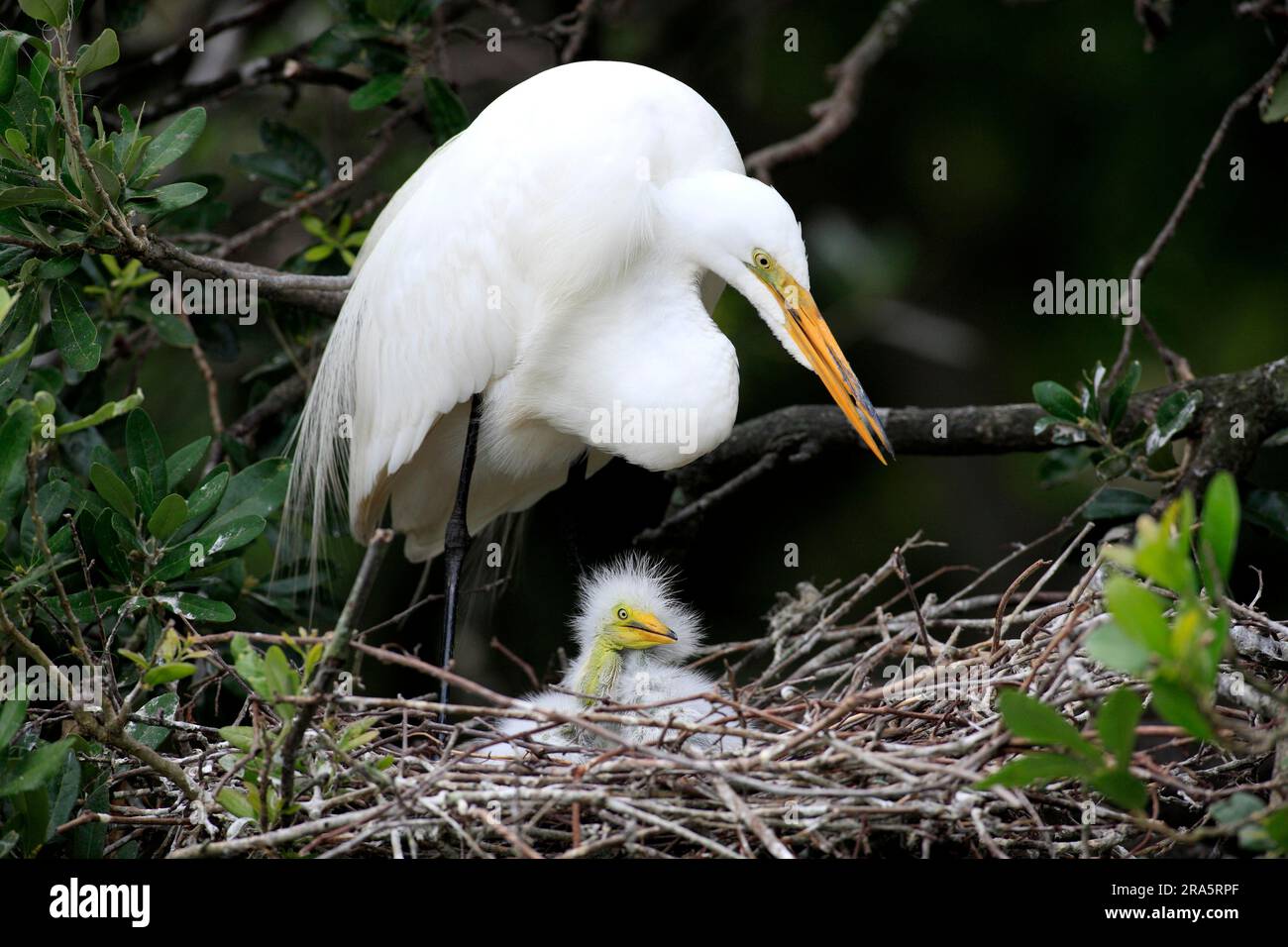 Great White Egrets (Egretta alba) female and chick at nest, Florida ...