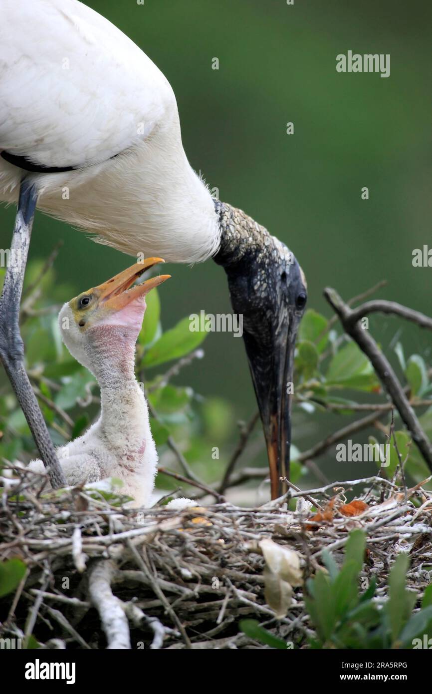 Usa mycteria americana american wood ibis hi-res stock photography and ...