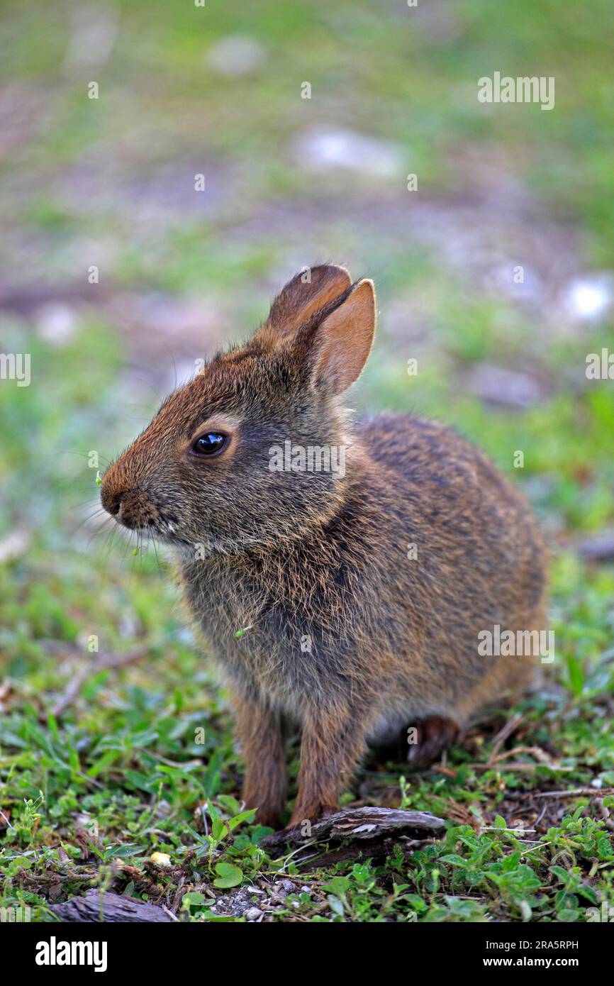 Sylvilagus palustris hi-res stock photography and images - Alamy