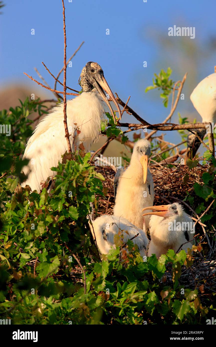 Stork stick stand hi-res stock photography and images - Alamy