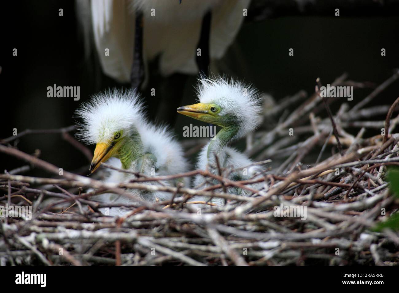 Great White Egrets (Casmerodius albus), chicks in nest, great egret ...