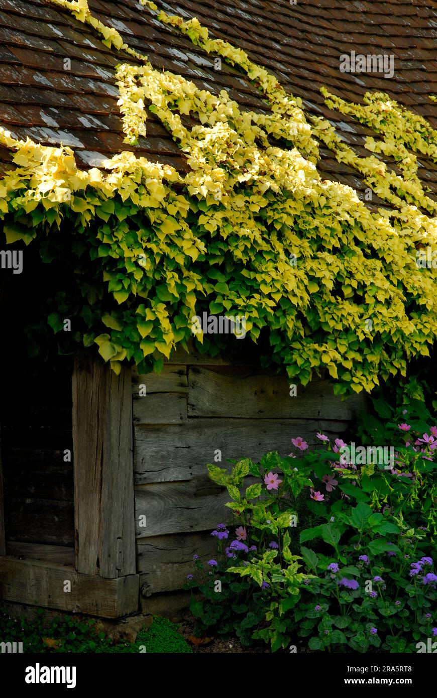 Roof with ivy, Great Dixter, Northiam, Kent, England, Great Britain ...