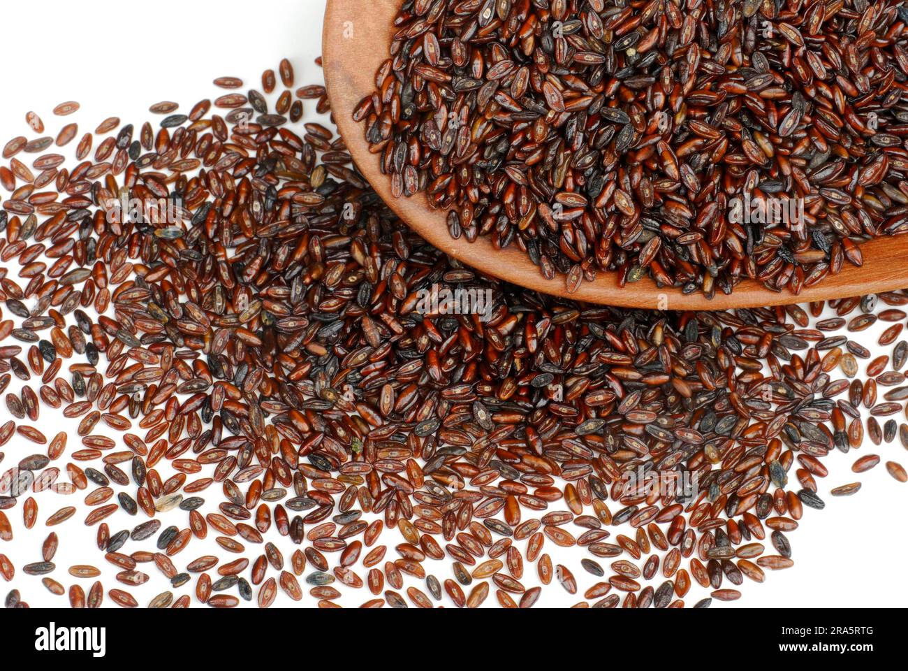 Sandway plantain, seeds (Plantago psyllium) sandway plantain, plantain ...