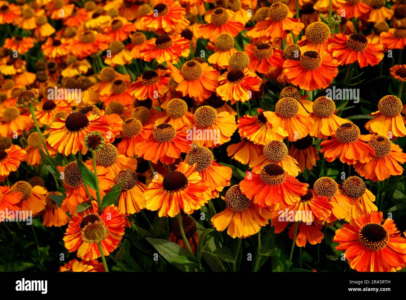 Helenium hybrid hi-res stock photography and images - Alamy
