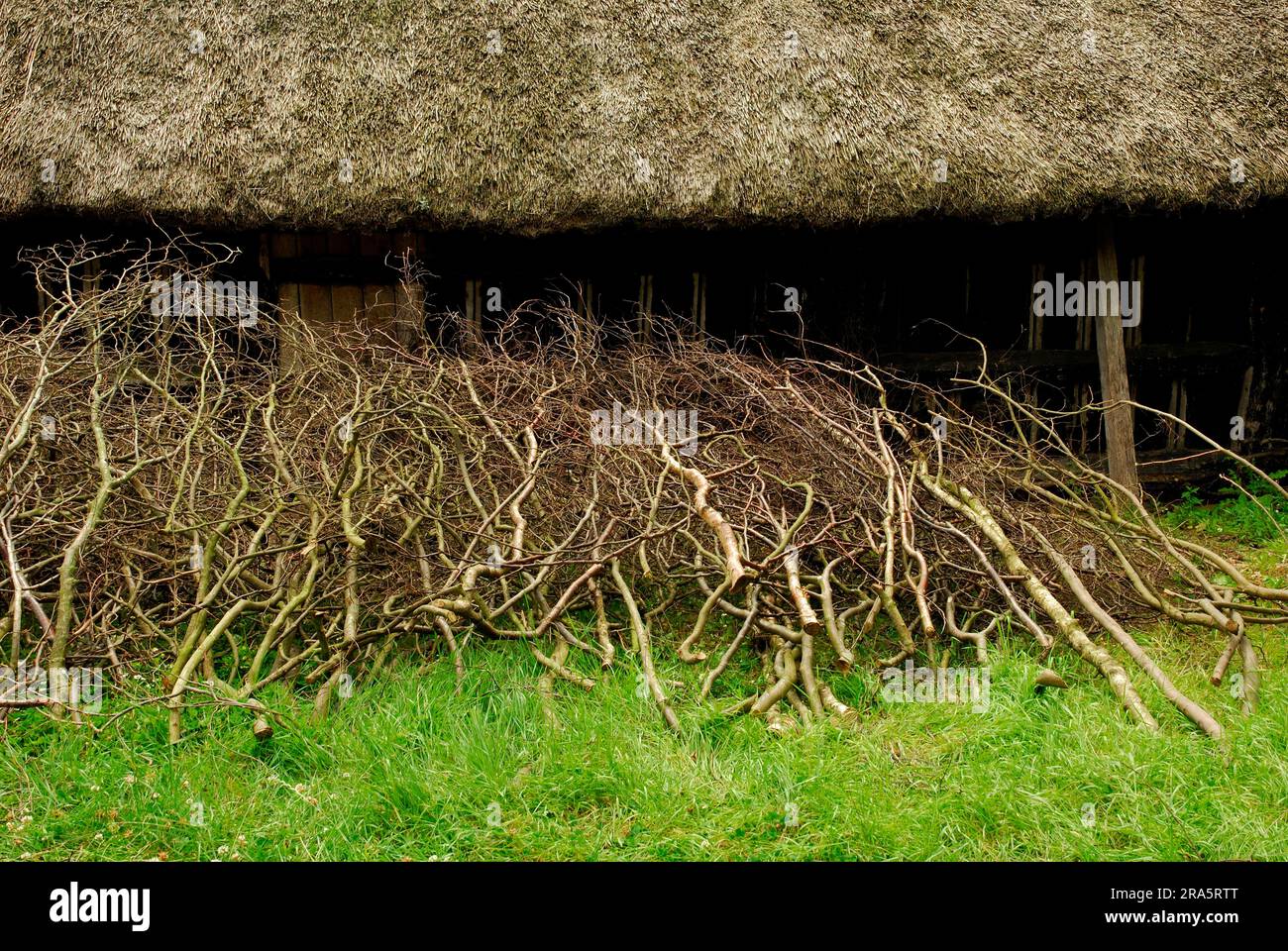 Cut branches, tree pruning, shrub pruning Stock Photo - Alamy