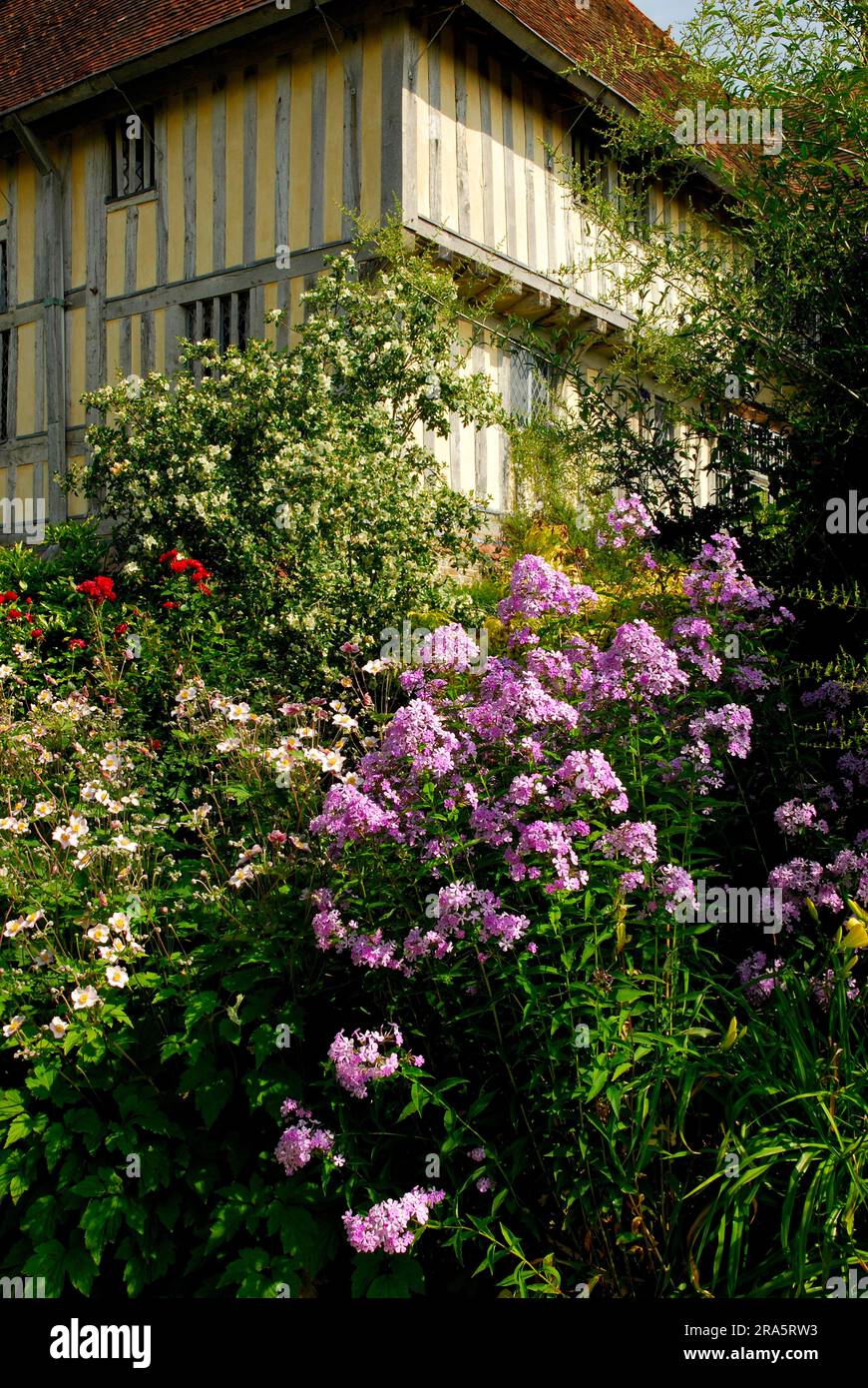 Northern phlox hi-res stock photography and images - Alamy