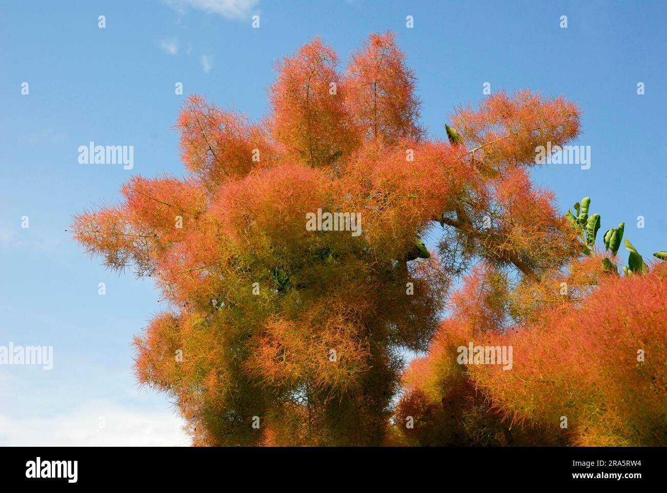 Wig Bush (Cotinus coggygria) wig tree, fiset wood, dyer's umac Stock ...