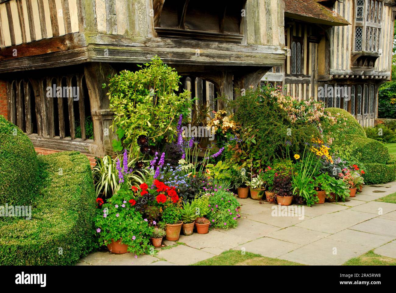 Potted plants and Common box (Buxus sempervirens) (Buxaceae) Great ...