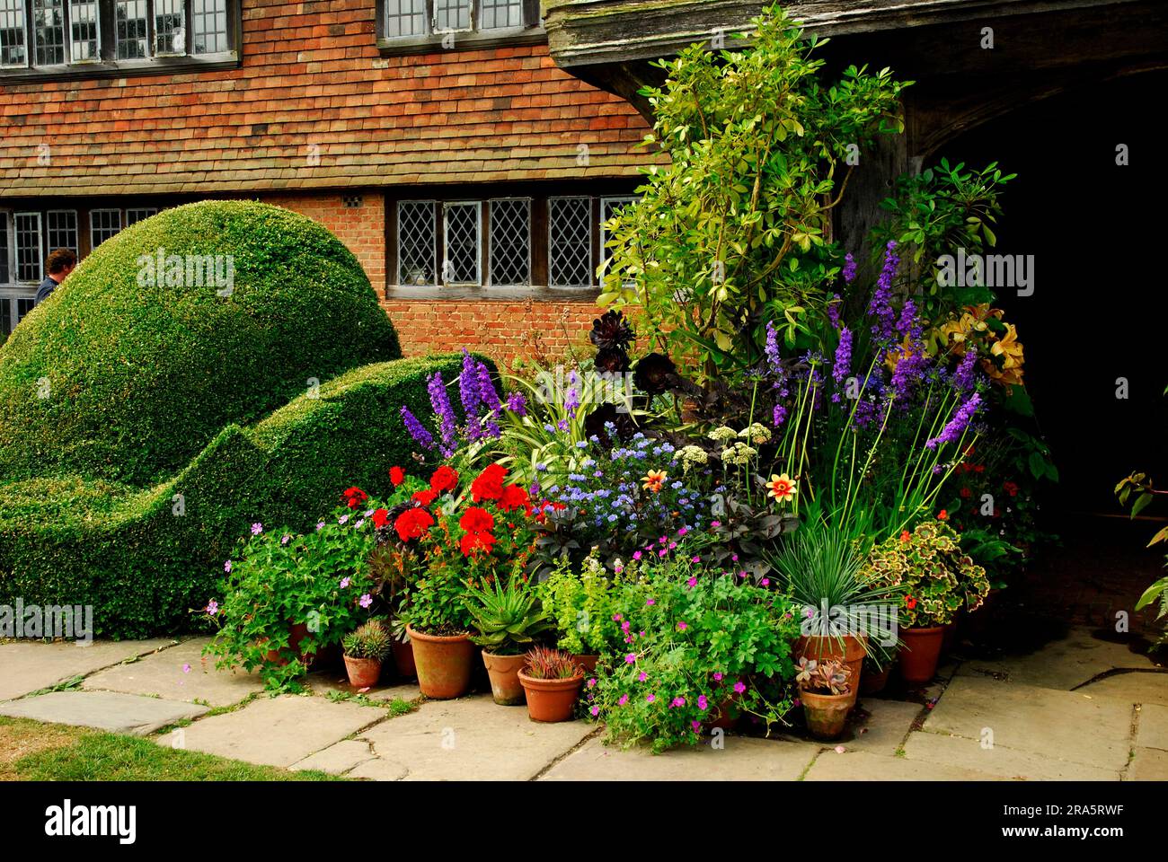 Potted plants and Common box (Buxus sempervirens) (Buxaceae) Great ...