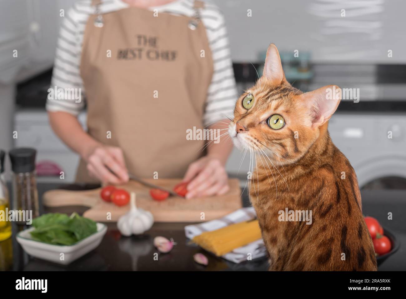 A domestic cat watches how her owner prepares food. View from the back ...