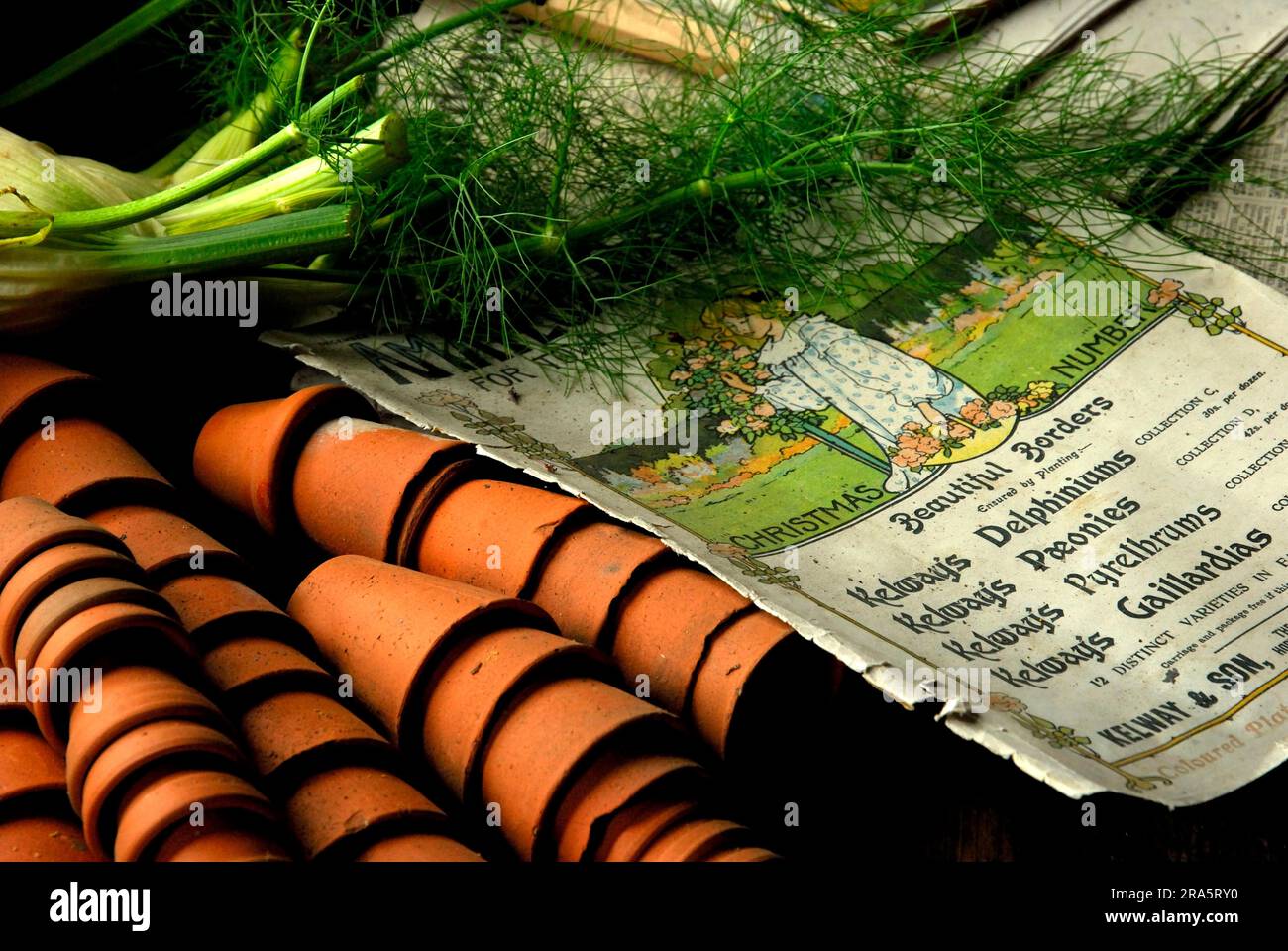 Fennel plant pot hi-res stock photography and images - Alamy
