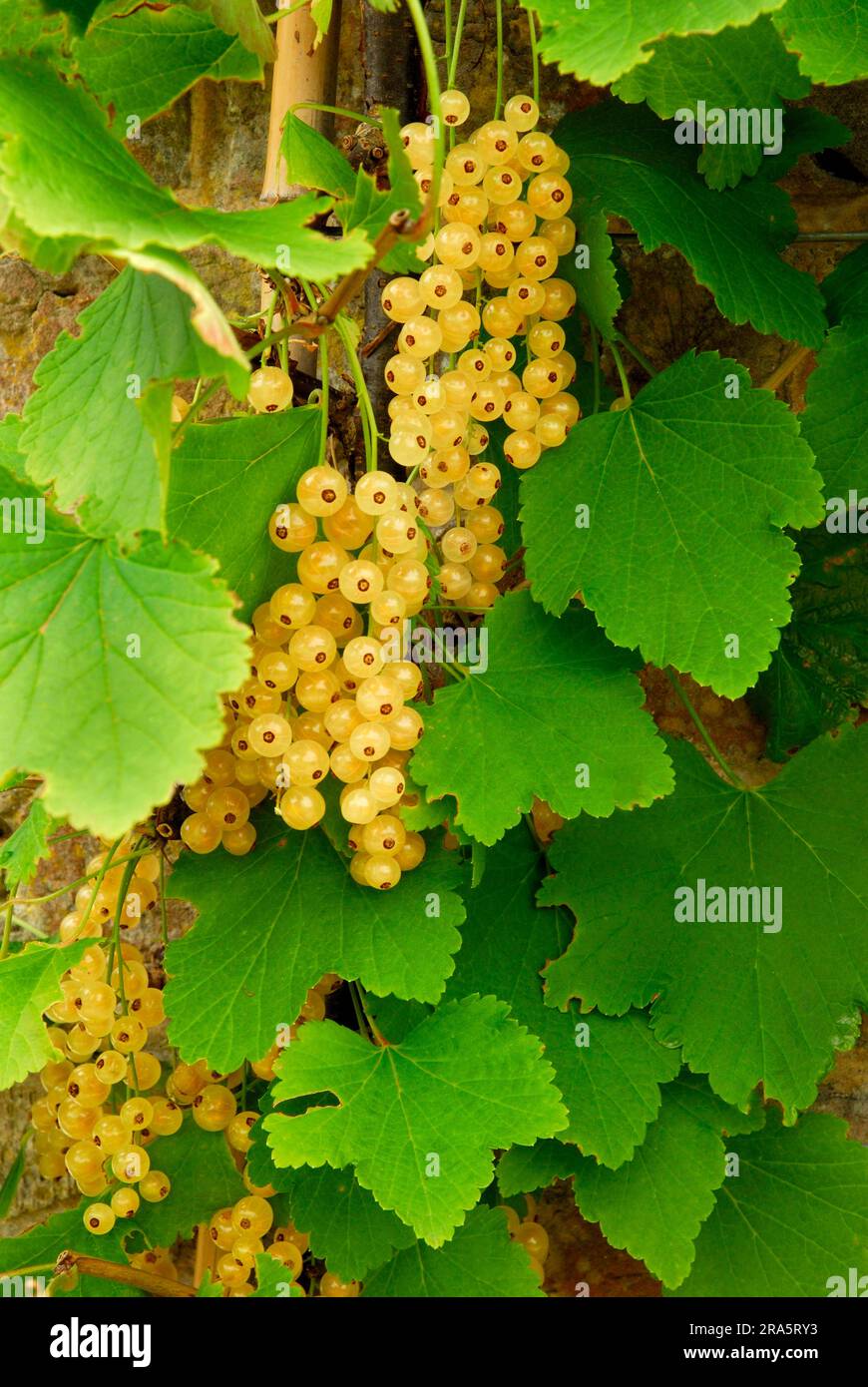 White currants (Ribes rubrum Stock Photo - Alamy