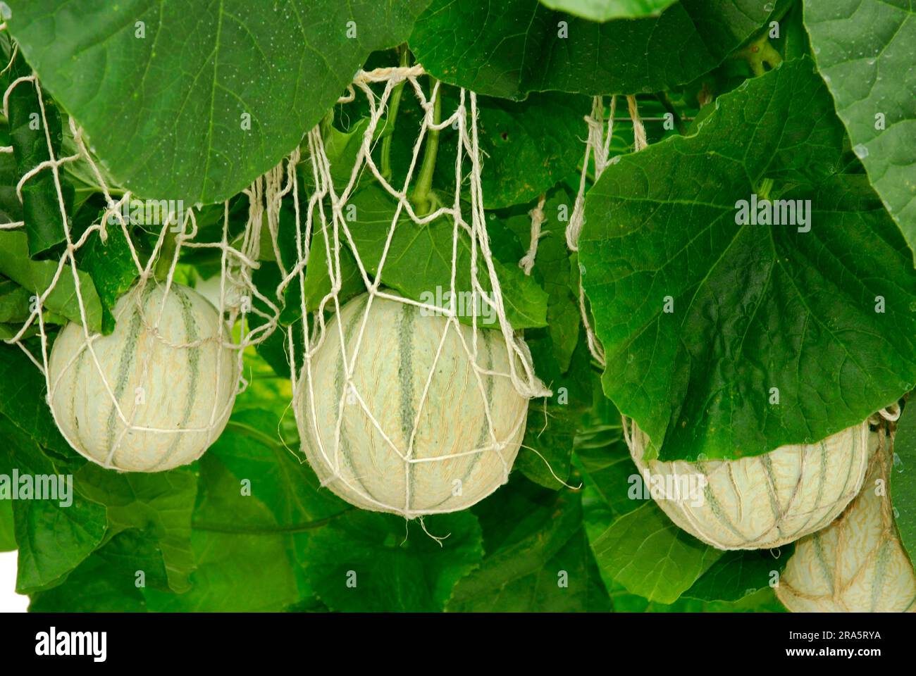 Melons in net in greenhouse, West Dean Garden, West Sussex, England ...