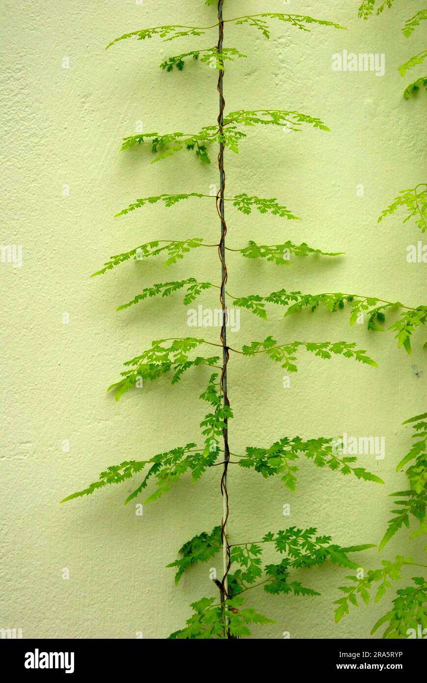 Japanese climbing fern (Lygodium japonicum), Japanese climbing fern ...