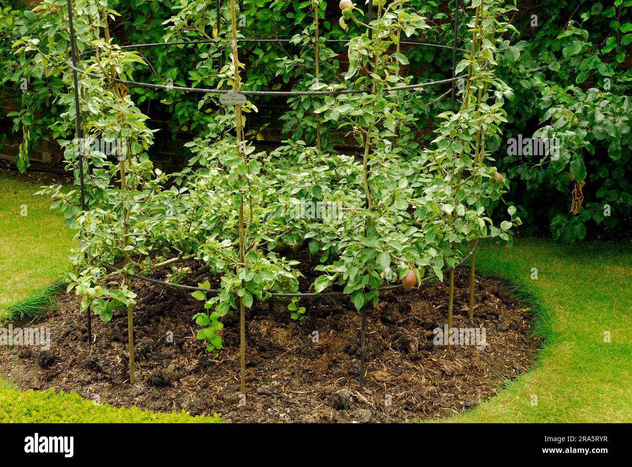 Worcester fruit hi-res stock photography and images - Alamy