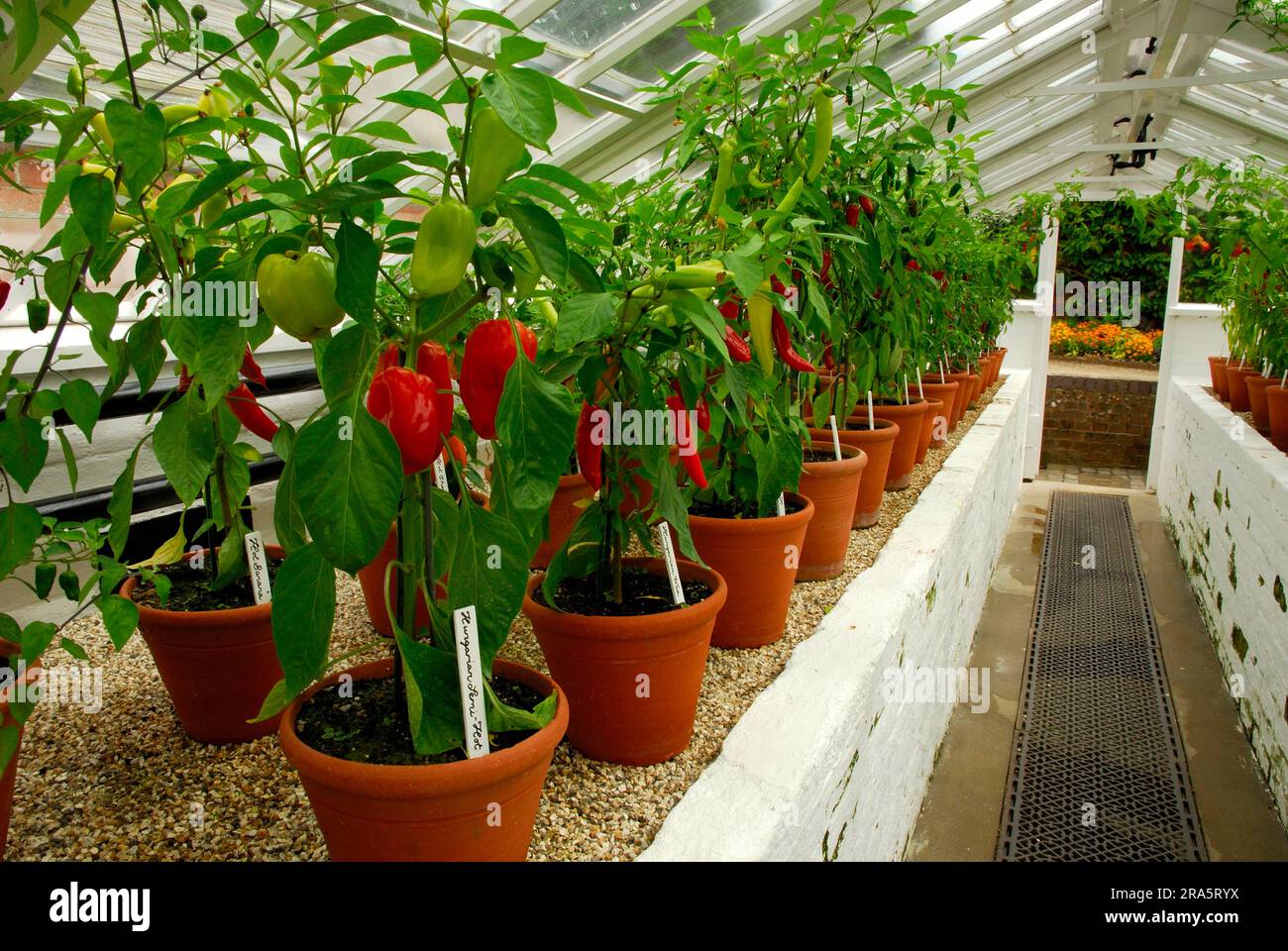 Greenhouse interior chillies hi-res stock photography and images - Alamy