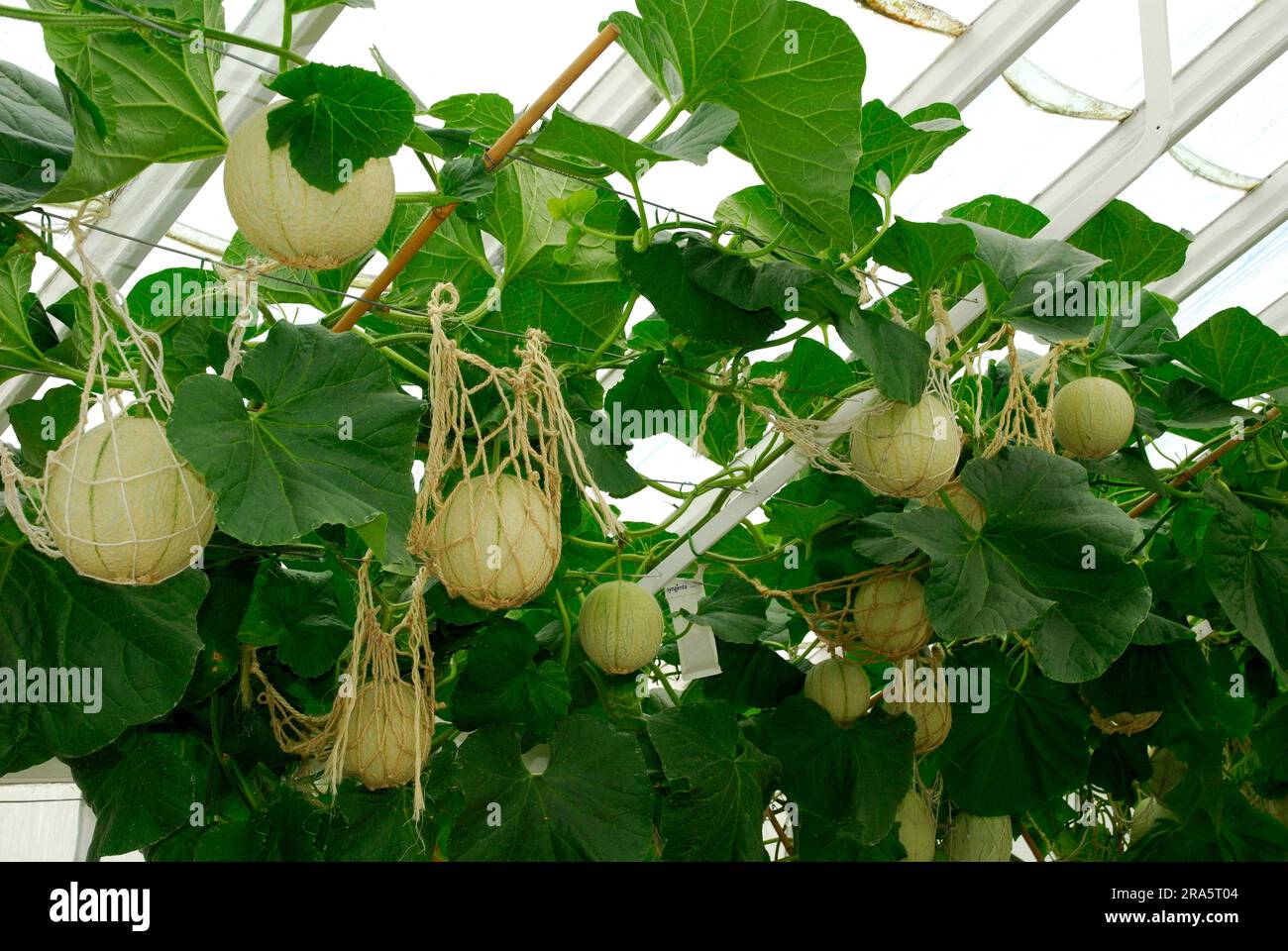 Melons in net in greenhouse, West Dean Garden, West Sussex, England ...