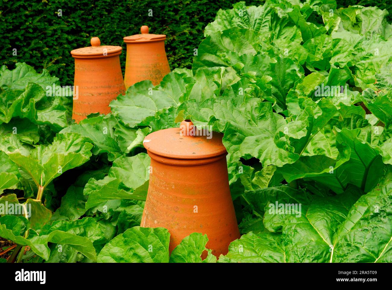 Rhubarb (Rheum rhabarbarum) and bleaching pot, bleaching pot Stock ...