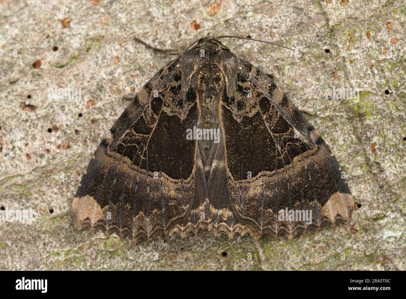 Old lady moth hi-res stock photography and images - Alamy