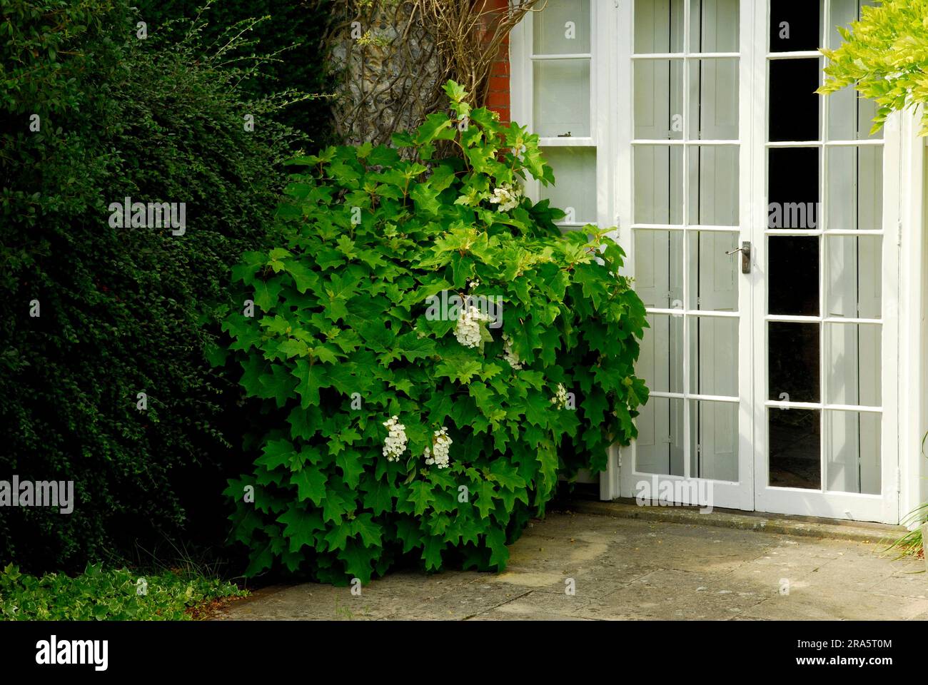 Oakleaf hydrangea (Hydrangea quercifolia Stock Photo - Alamy