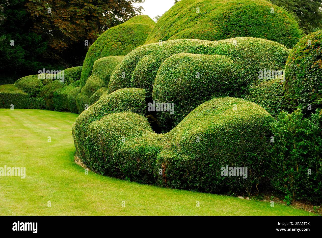 English yewhedge and hedge, plants (Buxaceae) topiary, Bramdean House ...