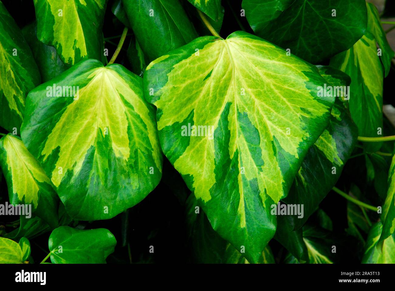 Georgian Ivy 'Sulphur Heart' (Hedera colchica), Bush Ivy Stock Photo ...