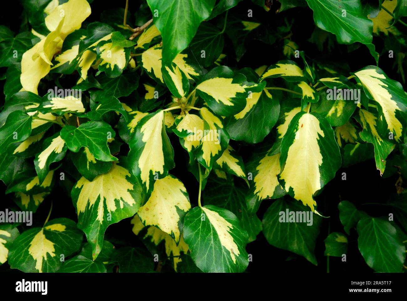 Common ivy (Hedera helix) Gold Heart Stock Photo - Alamy