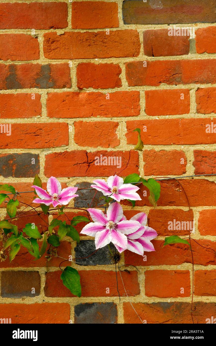 Clematis climbing wall flower hi-res stock photography and images - Alamy