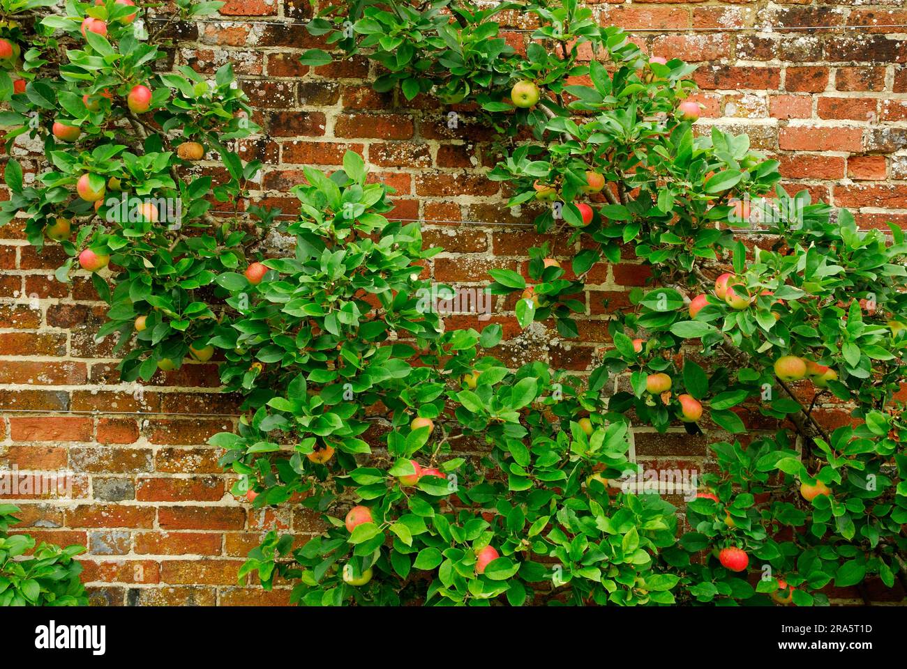 Apples on trellis (Malus domestica), espalier fruit Stock Photo - Alamy
