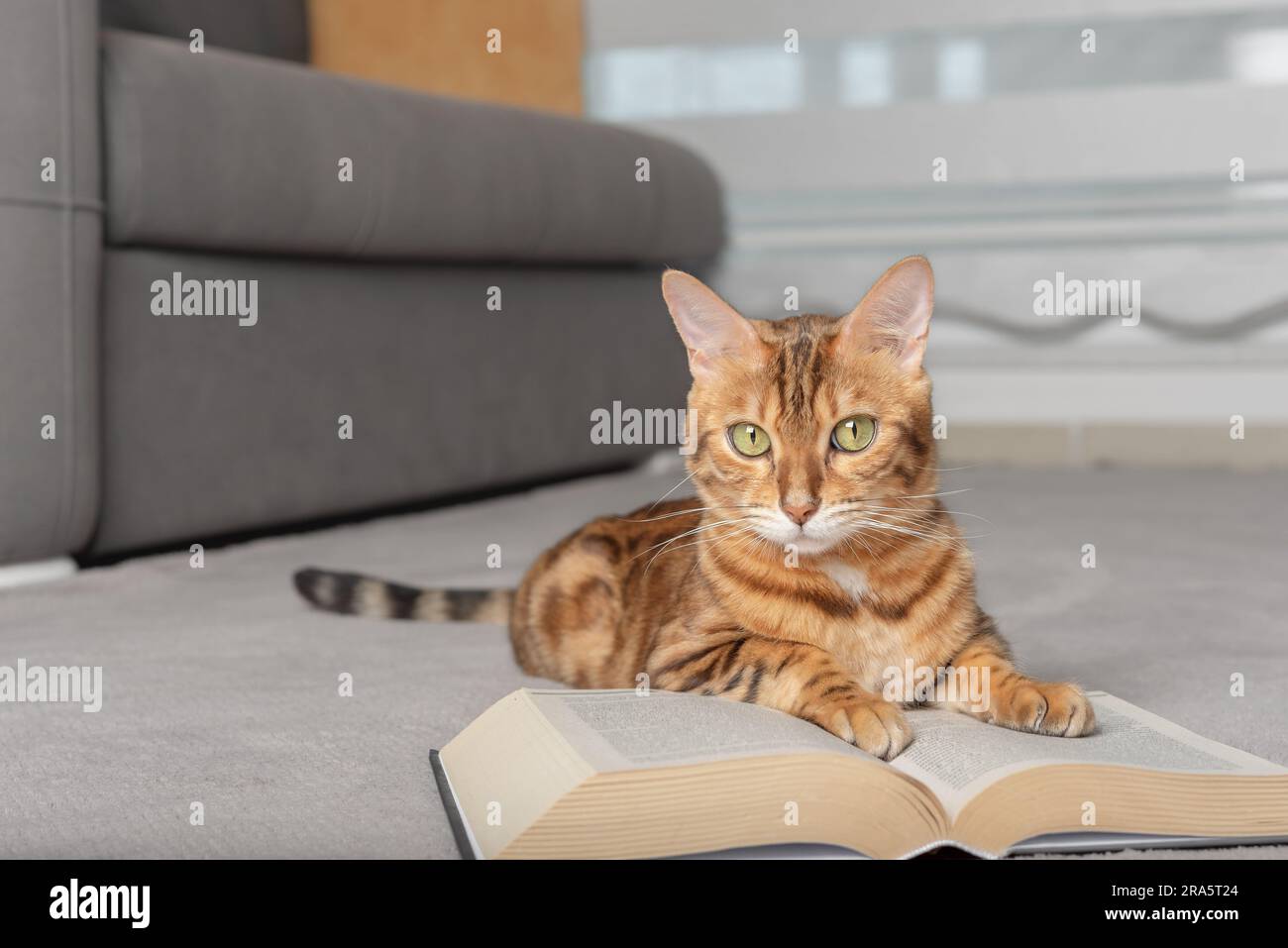 Funny cat lies on hi-res stock photography and images - Alamy