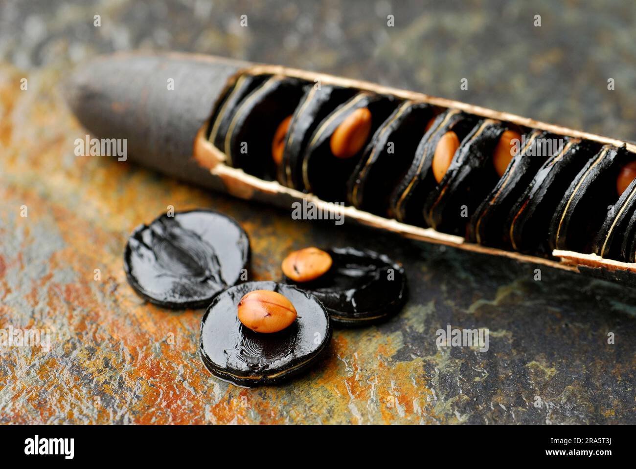 Cassava, fruit and seeds, pod, Indian laburnum, tube cassava Stock ...