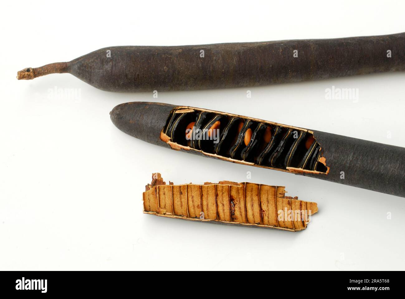 Cassava, fruit and seeds, pod, Indian laburnum, tube cassava Stock ...