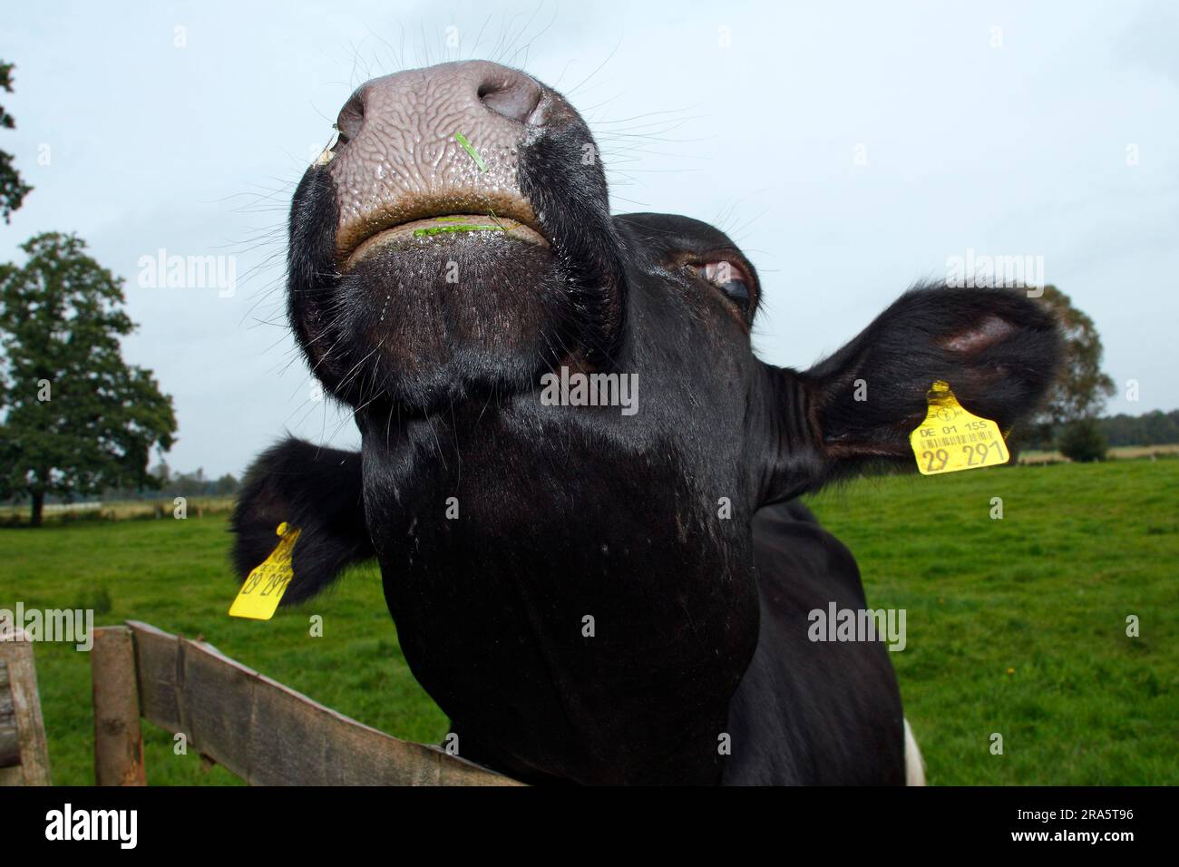 Black and white domestic cattle, cow, cows, ear tag, ear tags Stock ...