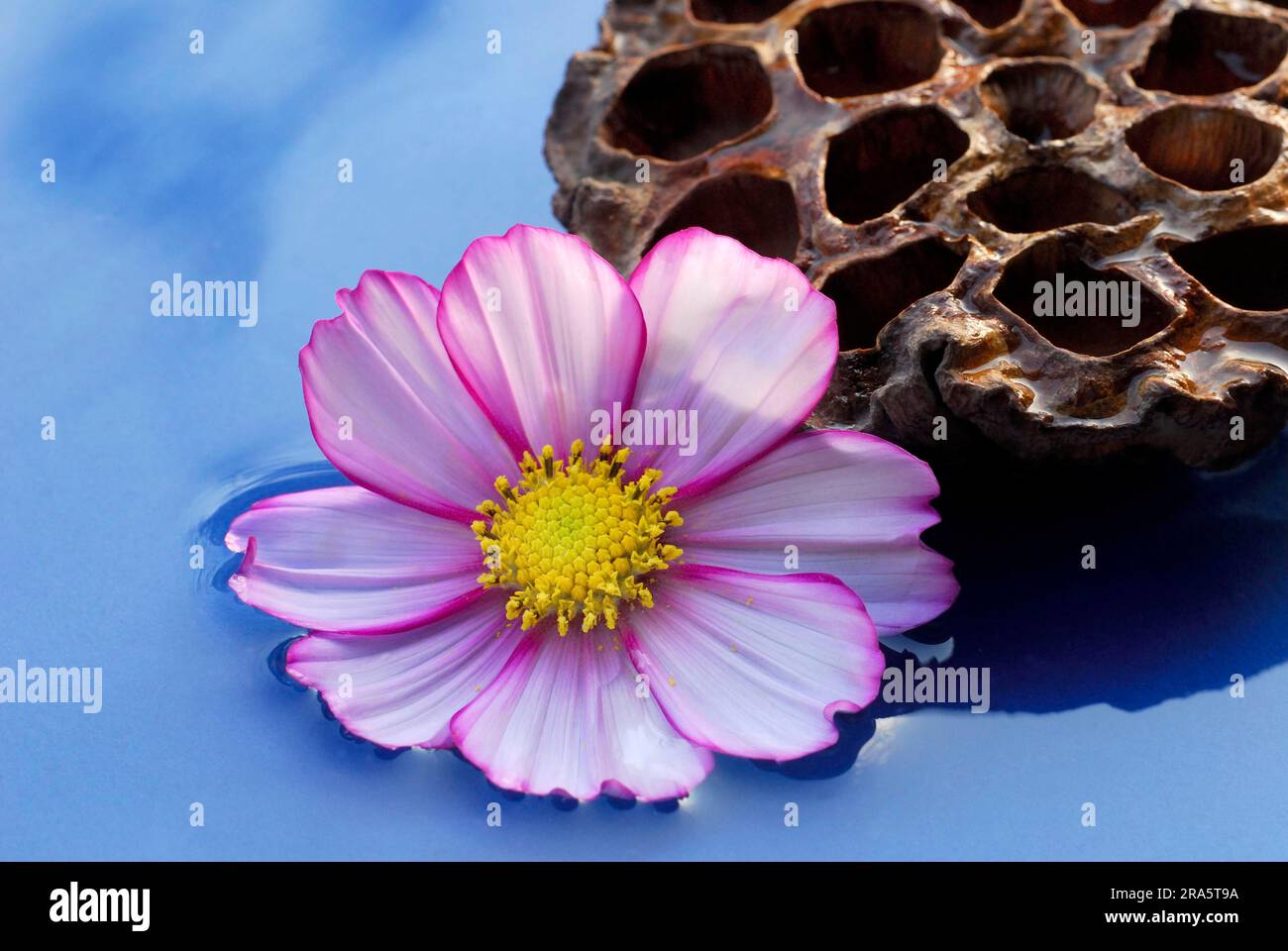 Mexican aster (Cosmos bipinnatus) blossom, Indian lotus flower (Nelumbo ...