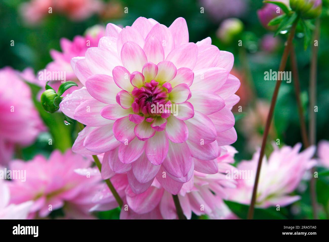 Jacob burger hi-res stock photography and images - Alamy