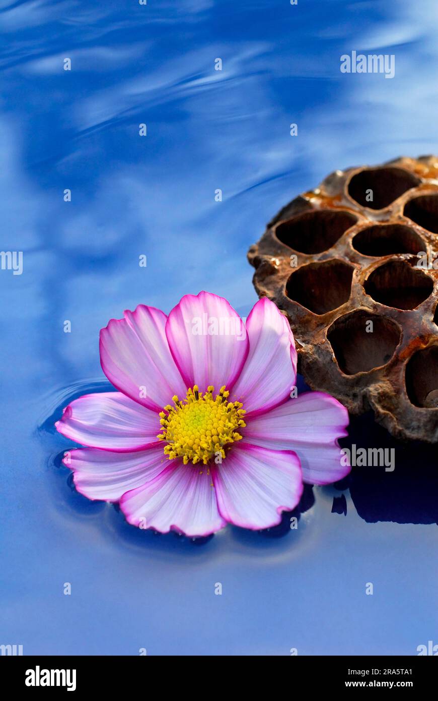 Mexican aster (Cosmos bipinnatus) blossom, Indian lotus flower (Nelumbo ...