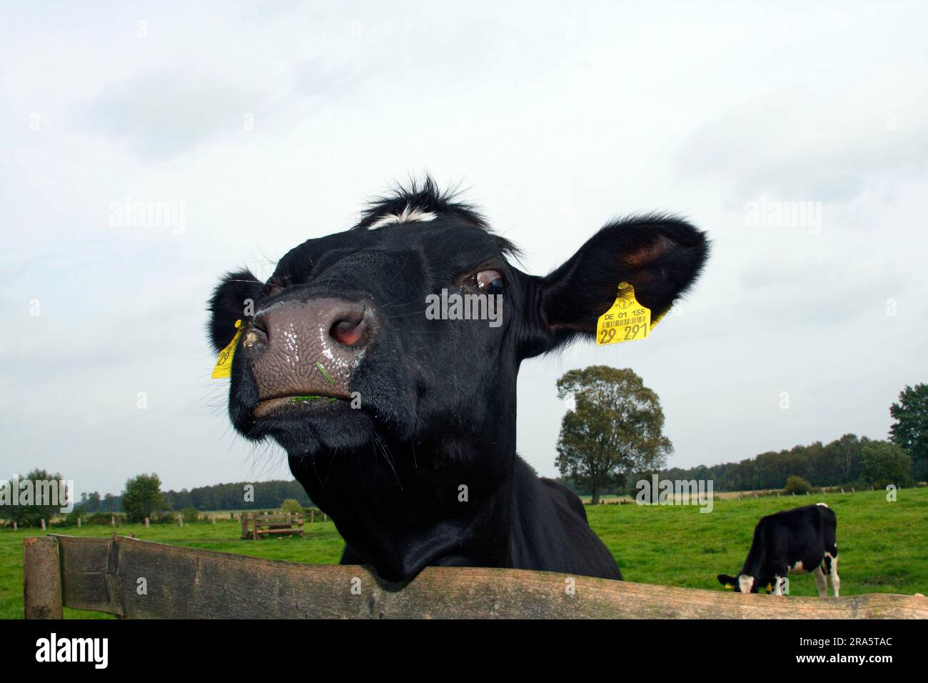 Cows ear hi-res stock photography and images - Alamy