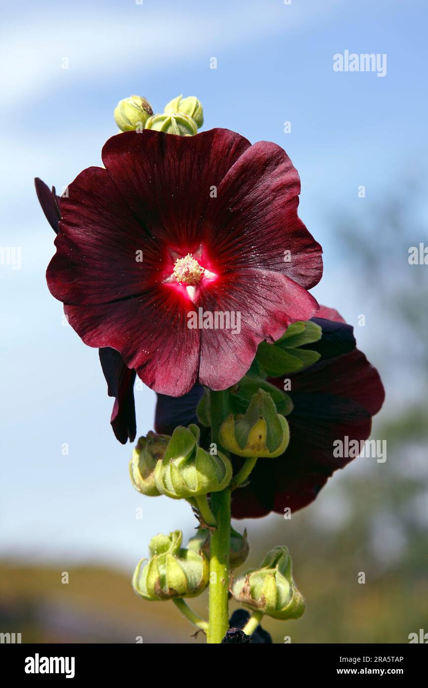 Black Hollyhock (Alcea rosea 'nigra' Stock Photo - Alamy