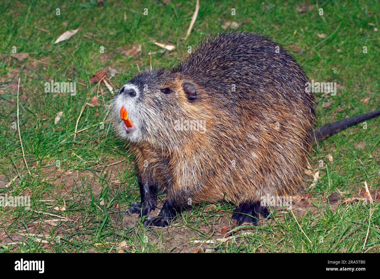 Nutria (Myocastor coypus), Coypu Stock Photo - Alamy