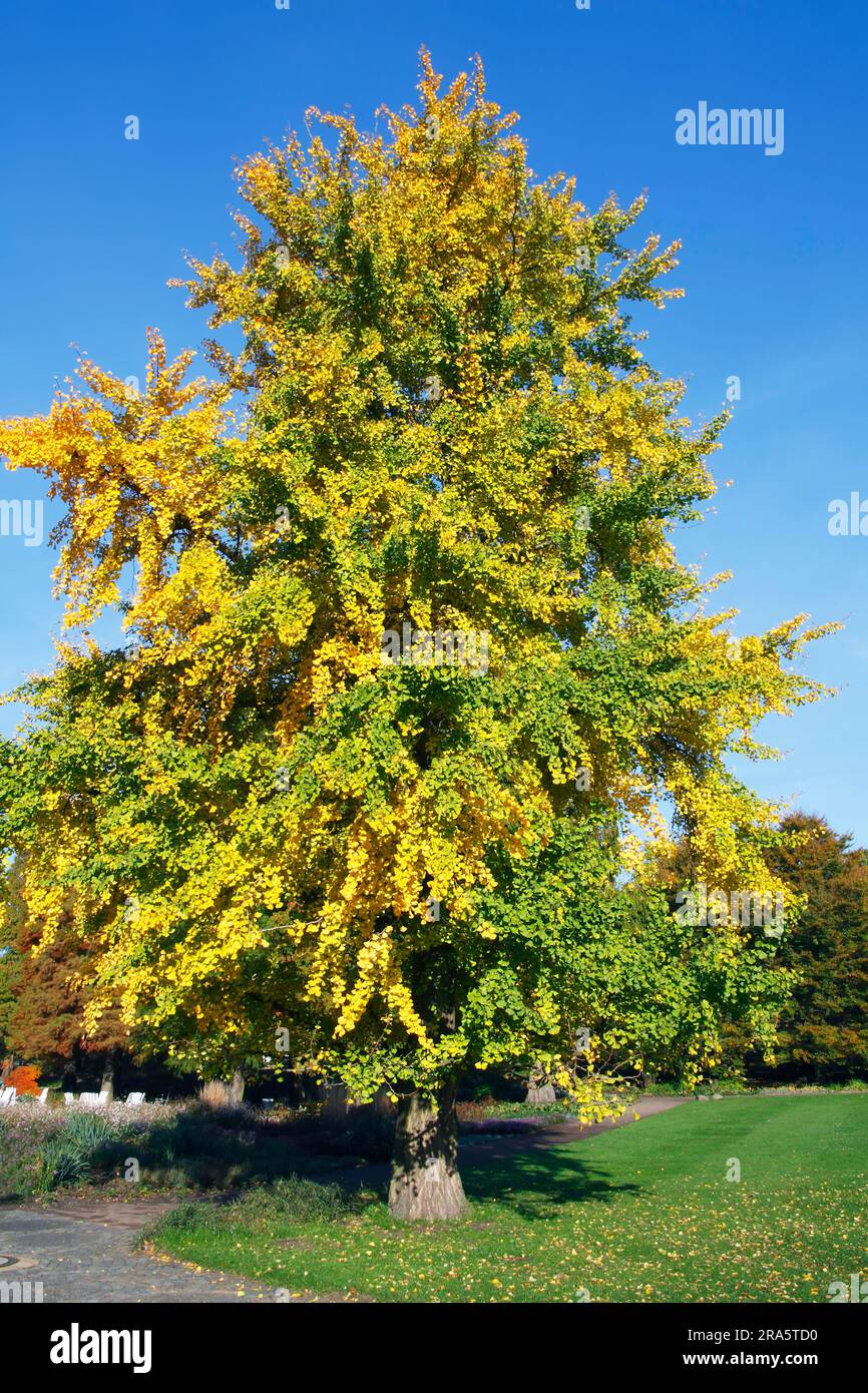 Deciduous tree medicine hi-res stock photography and images - Alamy
