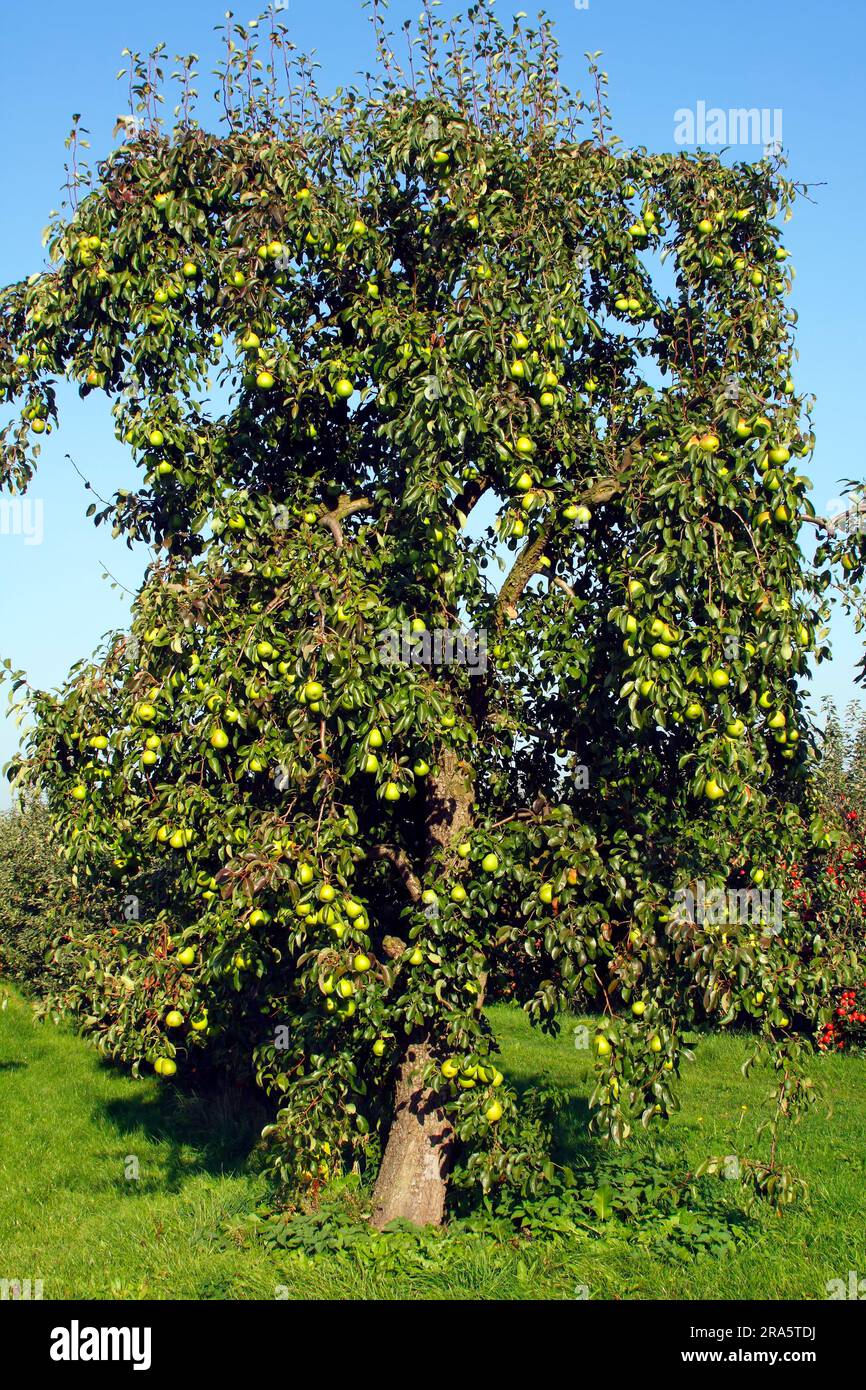 Pear tree, wild pear (Pyrus pyraster Stock Photo - Alamy