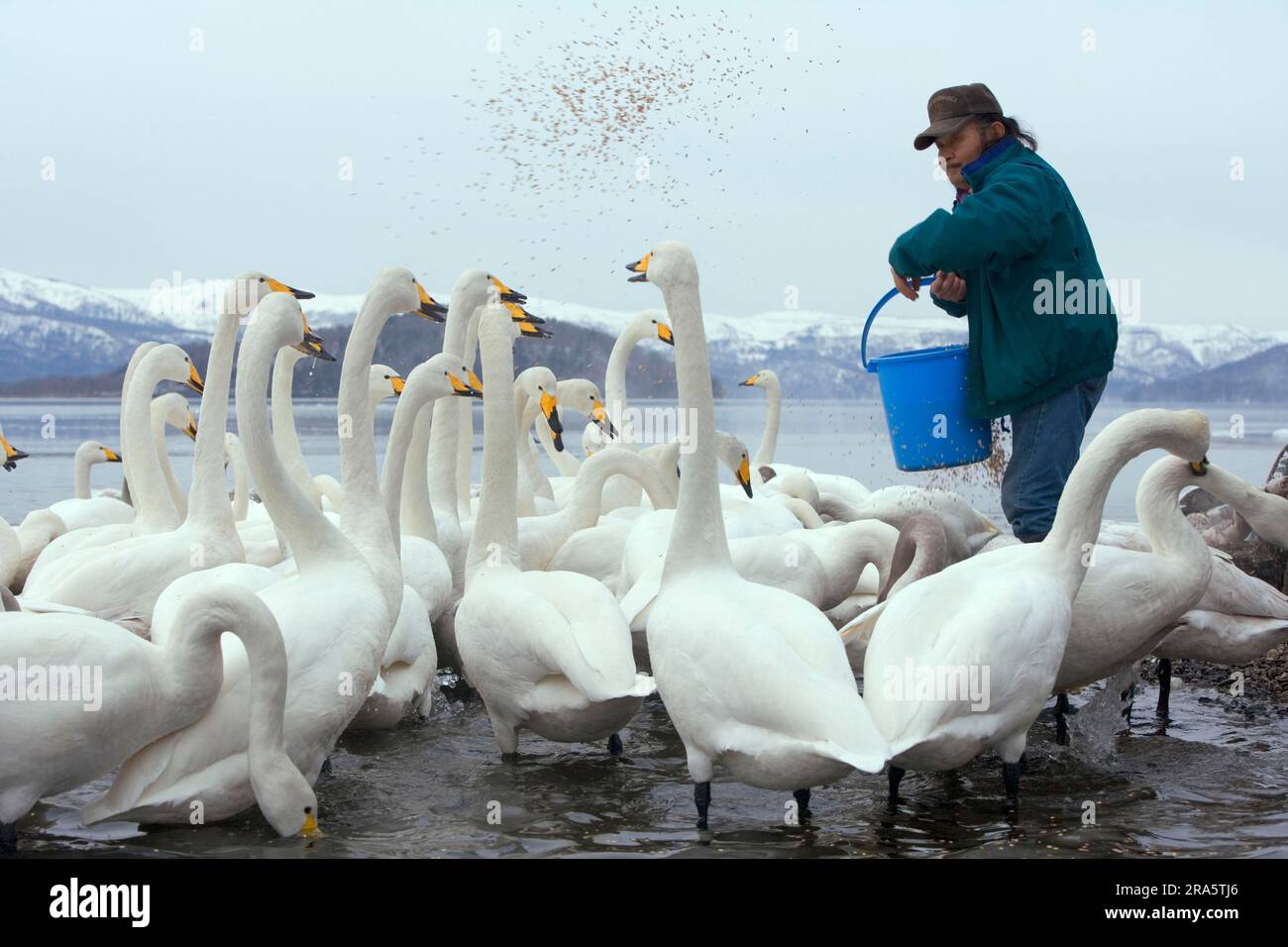 Man feeding Whooper swans (Cygnus cygnus), Lake Kussharo, Hokkaido ...